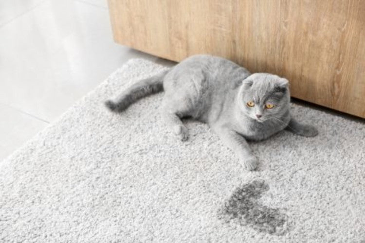 Cleaning Cat Pee: Everything You Need to Know | Angry Orange